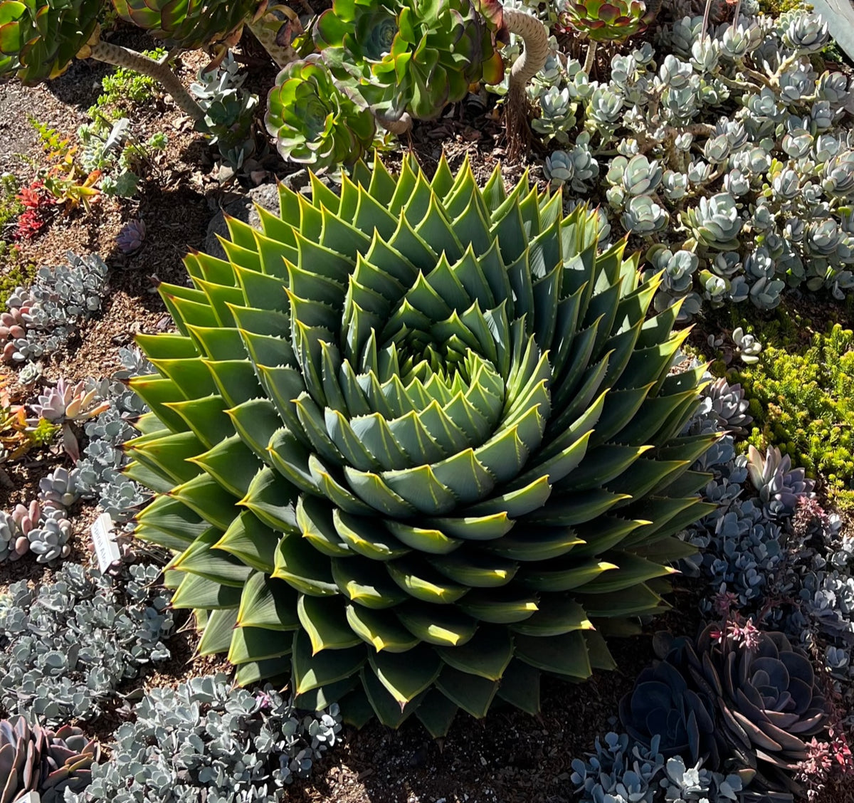 ALOE POLYPHYLLA SPIRAL ALOE – Honeysuckle Garden
