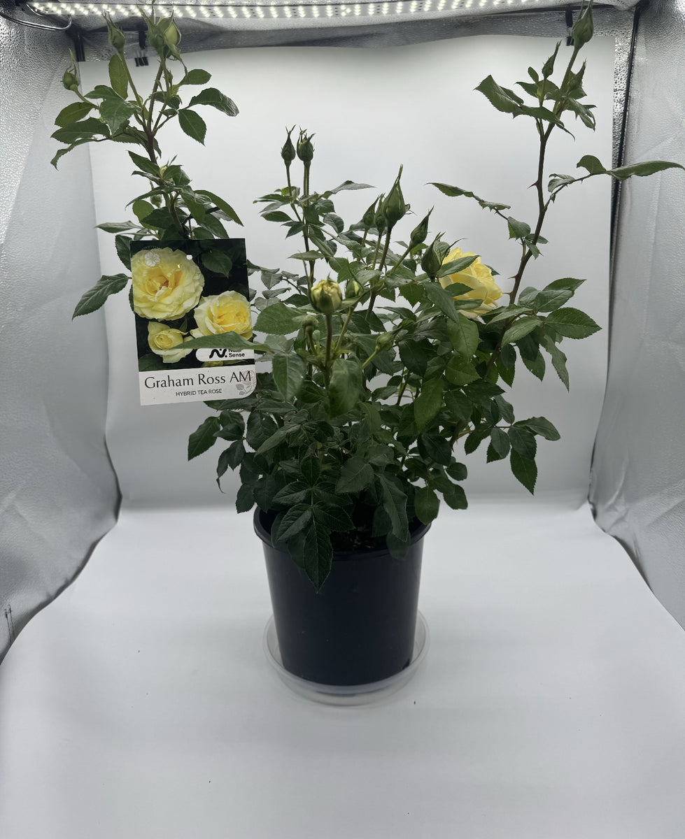 ROSA GRAHAM ROSS – Honeysuckle Garden