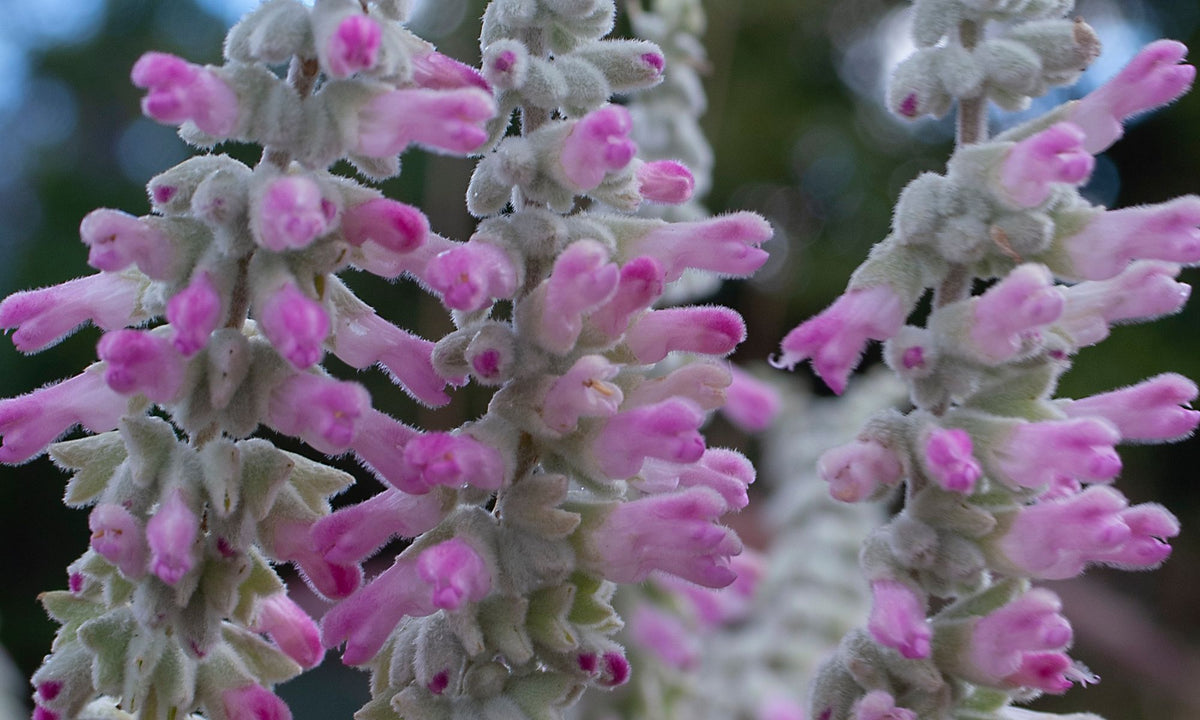 SALVIA VELOUR PINK – Honeysuckle Garden
