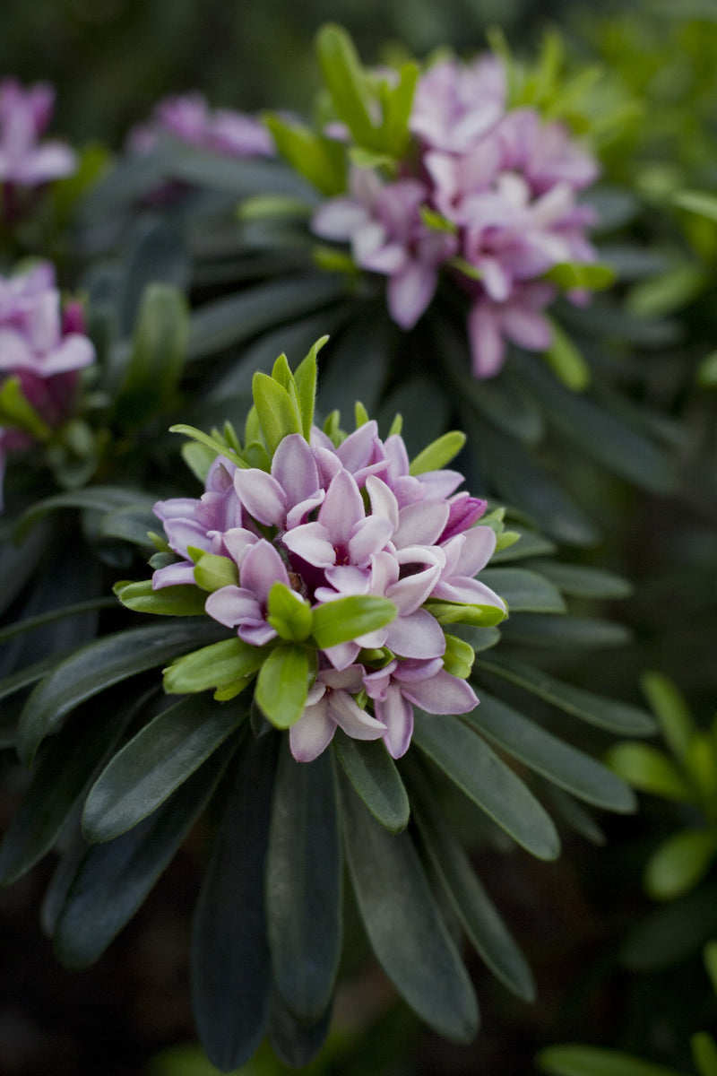 DAPHNE SPRING PINK ETERNAL FRAGRANCE – Honeysuckle Garden