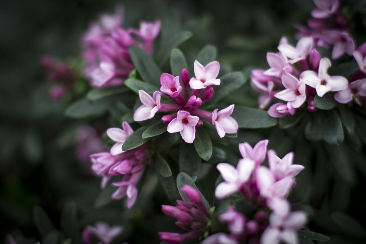 DAPHNE SPRING PINK ETERNAL FRAGRANCE – Honeysuckle Garden