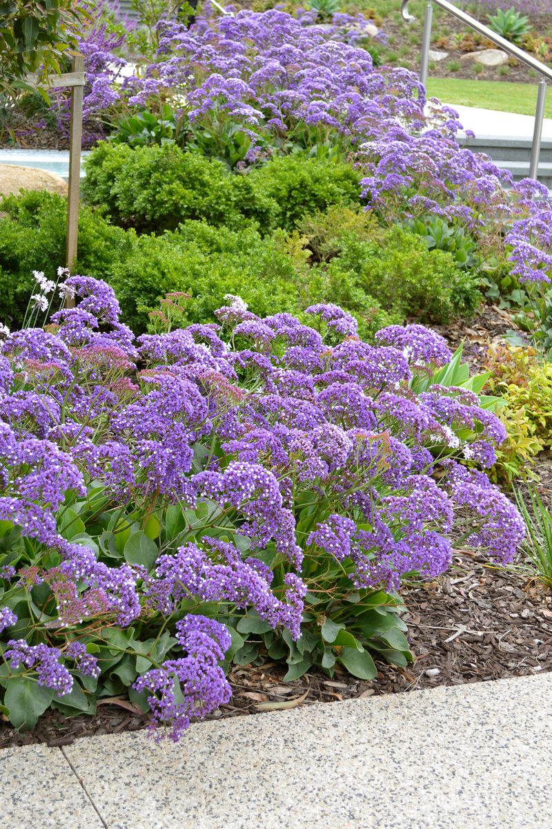 LIMONIUM PEREZII BLUE – Honeysuckle Garden