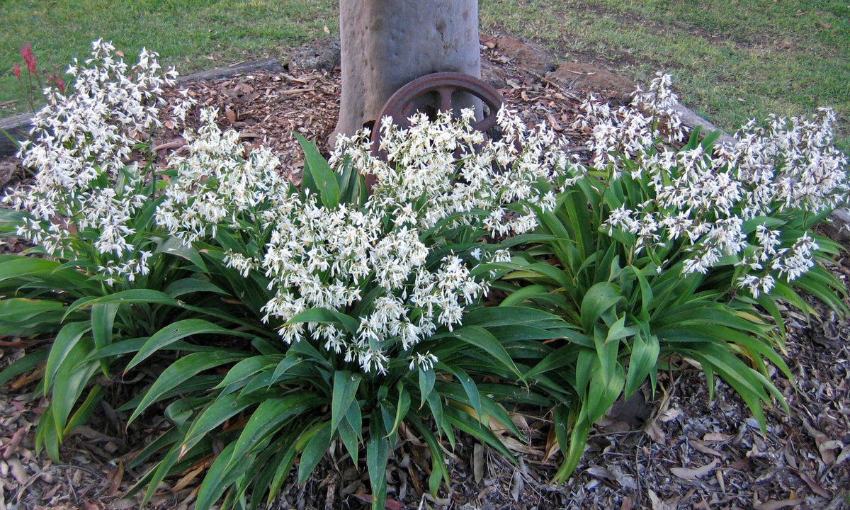 ARTHROPODIUM TE PUNA – Honeysuckle Garden
