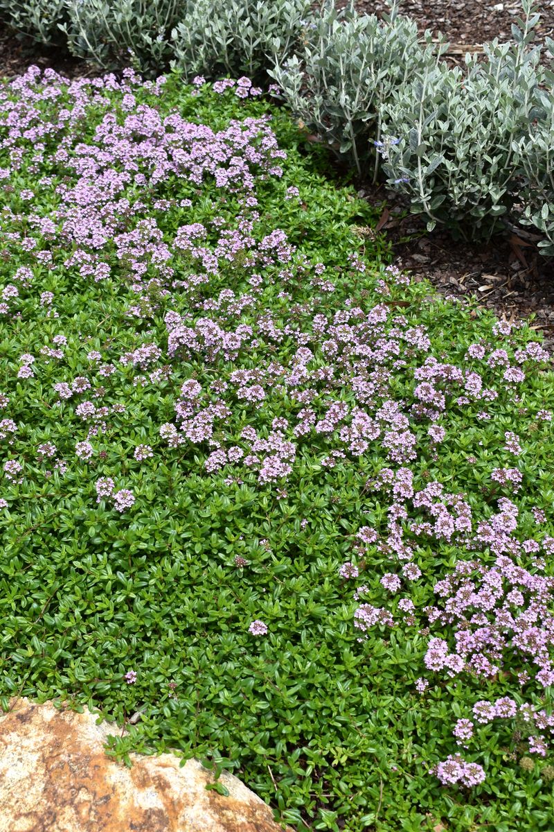 THYMUS PINK BUTTONS – Honeysuckle Garden