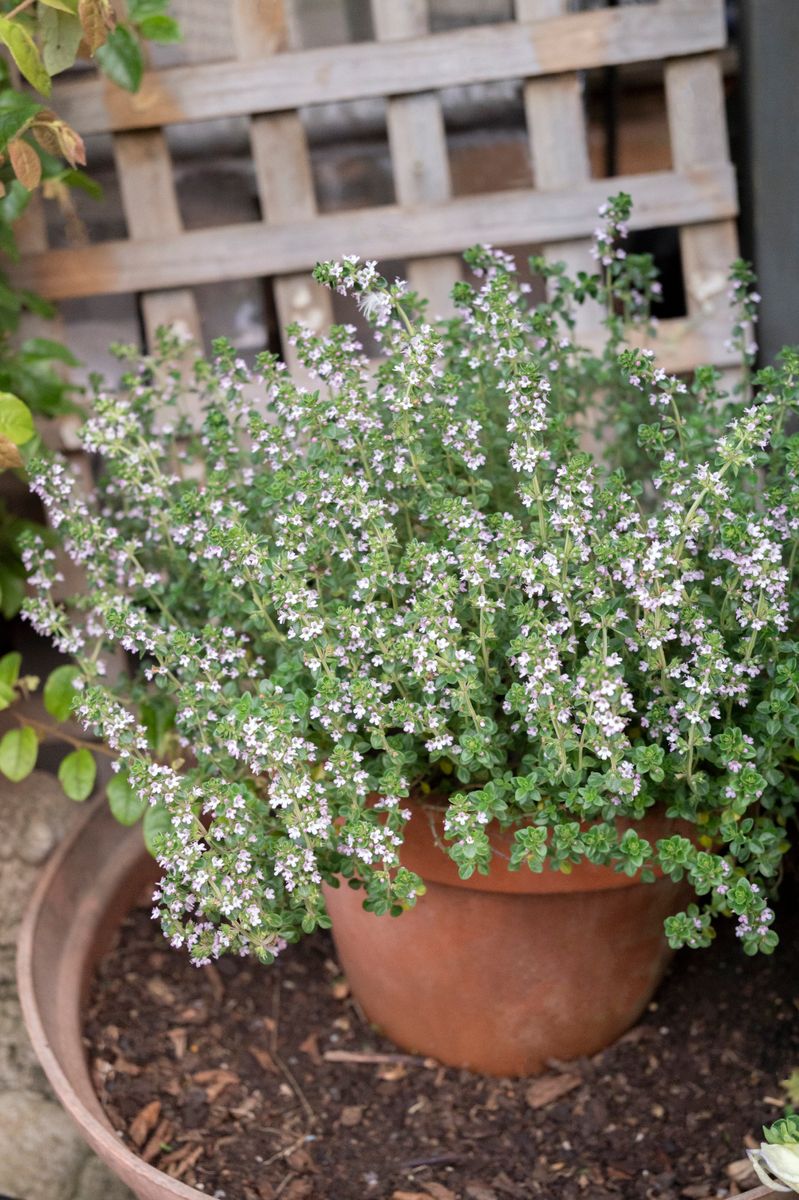 THYMUS CANDY BUTTONS – Honeysuckle Garden