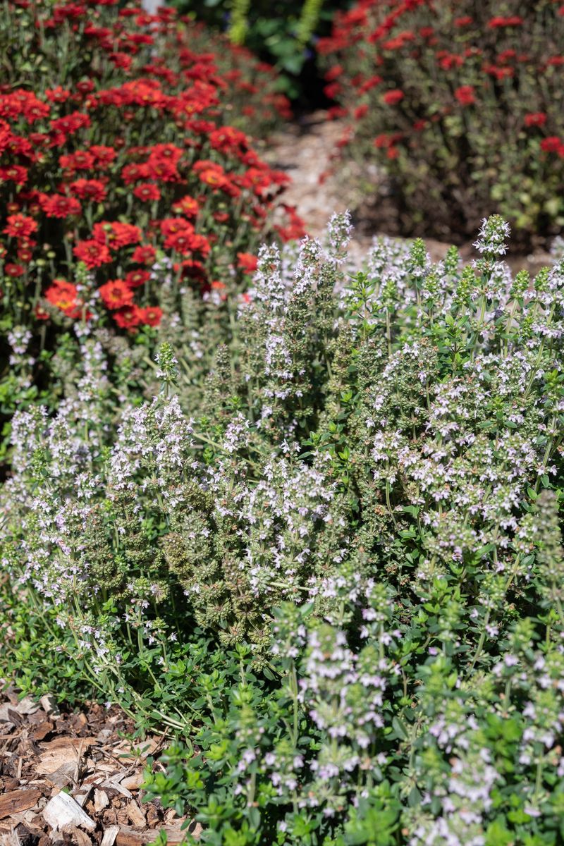 THYMUS CANDY BUTTONS – Honeysuckle Garden