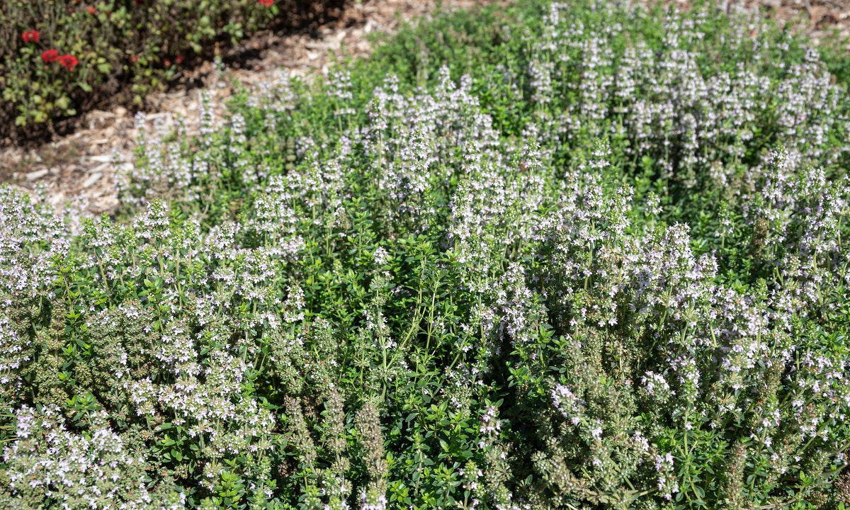 THYMUS CANDY BUTTONS – Honeysuckle Garden