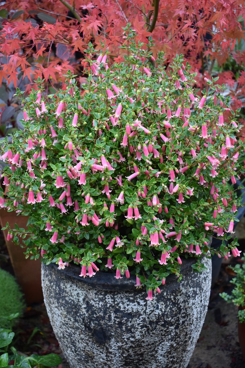 CORREA PERFECT POLLINATOR PINK – Honeysuckle Garden