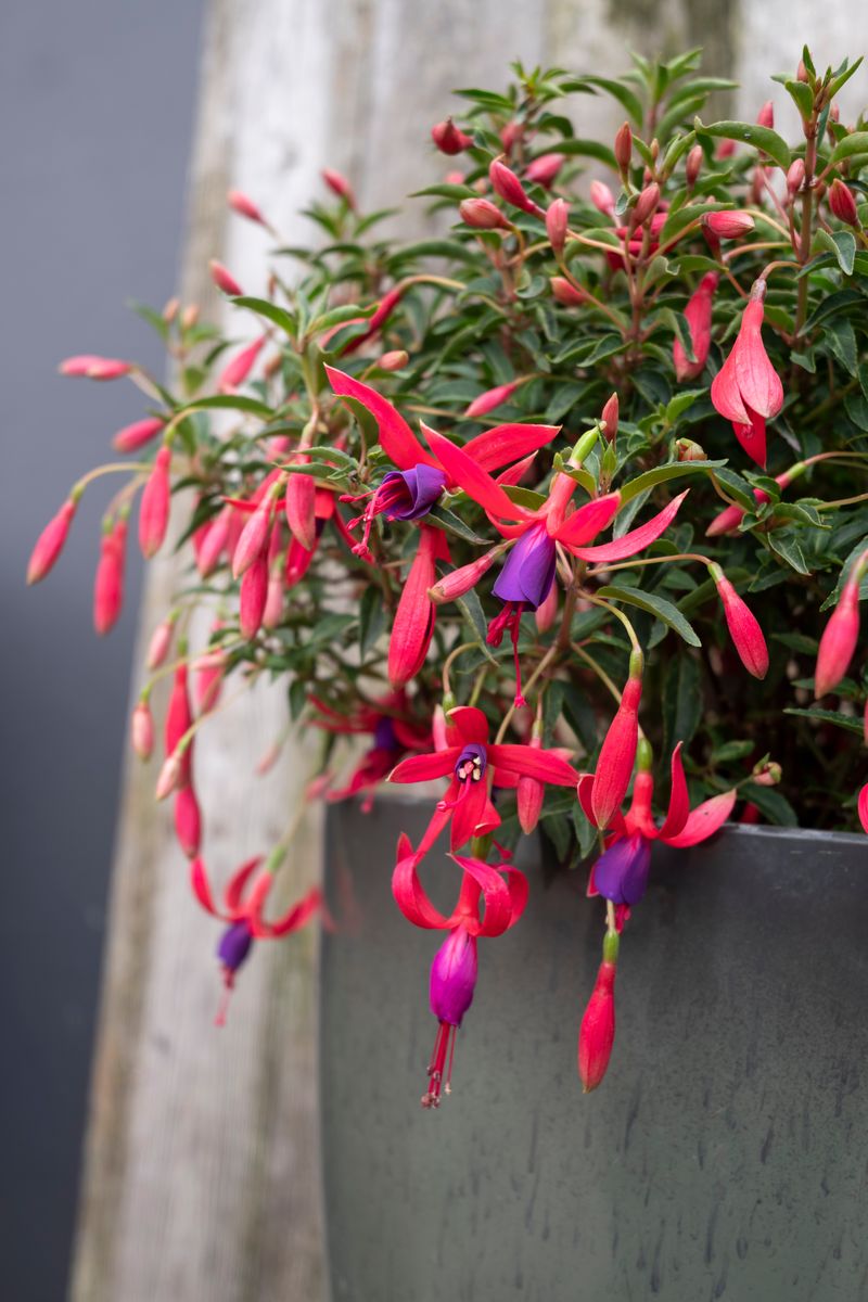 FUCHSIA HAPPY BELLS FLIRTATIOUS – Honeysuckle Garden
