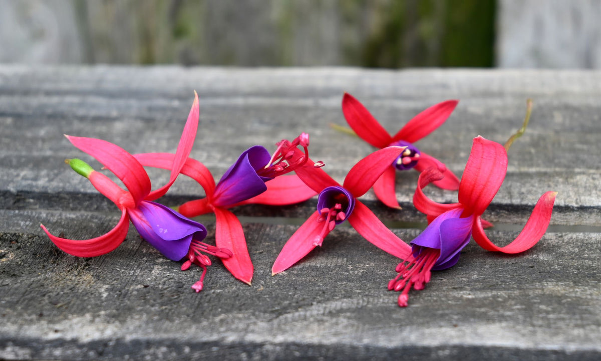FUCHSIA HAPPY BELLS FLIRTATIOUS – Honeysuckle Garden