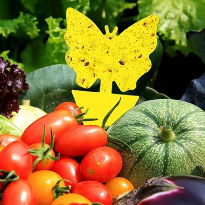 STICKY GNAT TRAPS 10PK – Honeysuckle Garden