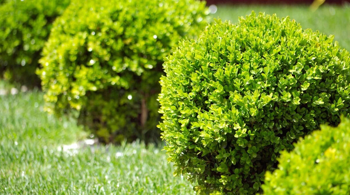 BUXUS MICRO JAPONICA BUSH – Honeysuckle Garden